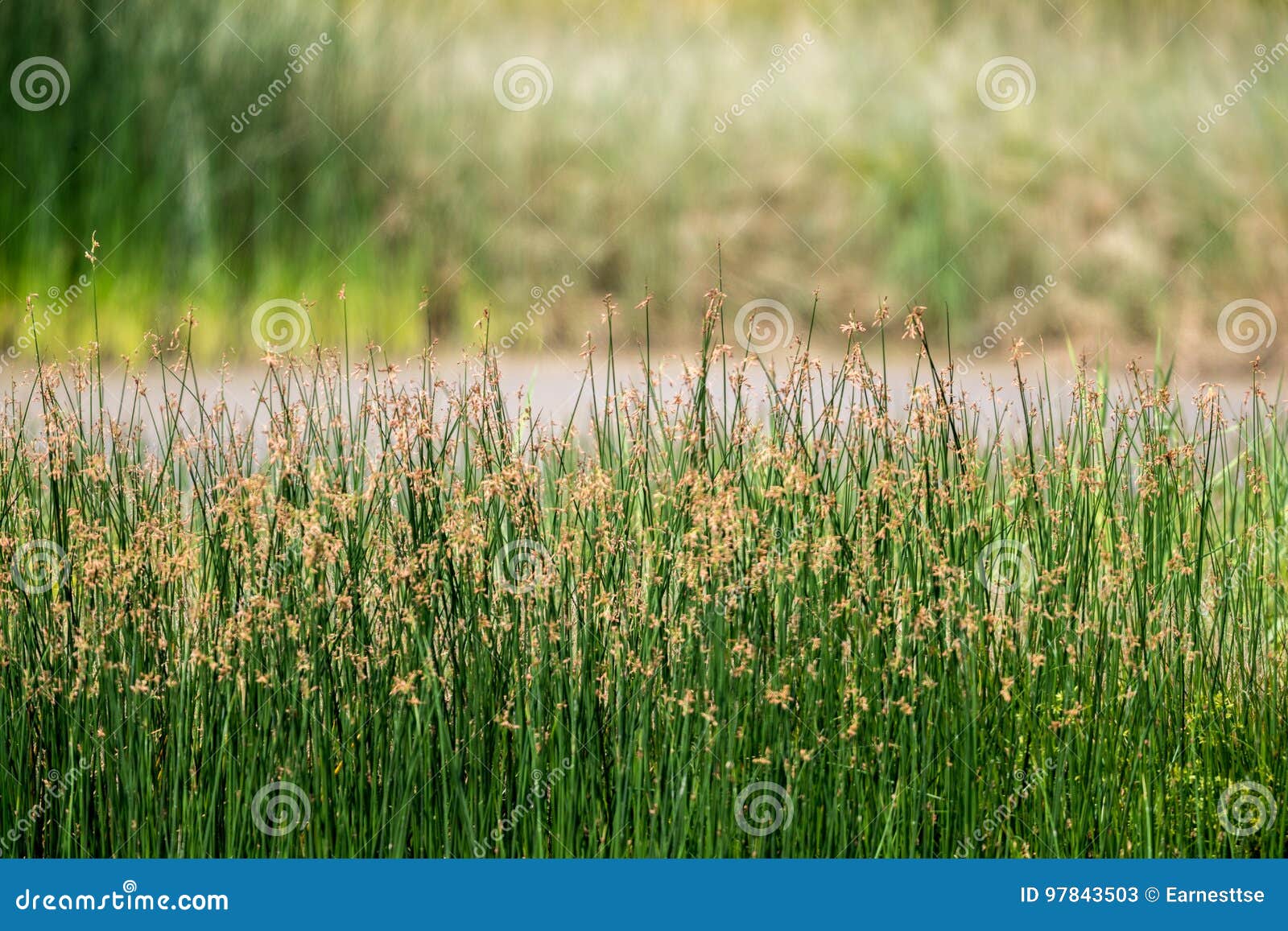 Reed at wetland stock image. Image of sunlight, marsh - 97843503