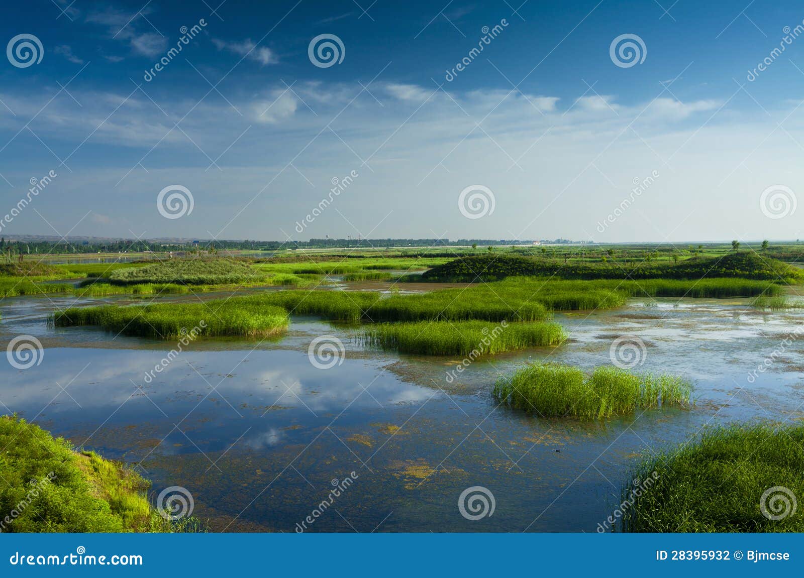 Reed wetland sunny china stock photo. Image of cloudless - 28395932