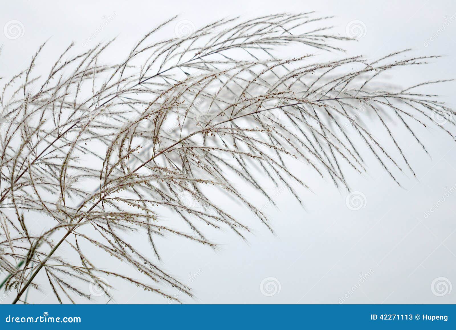 Reed stock image. Image of clear, elegance, floral, flores - 42271113