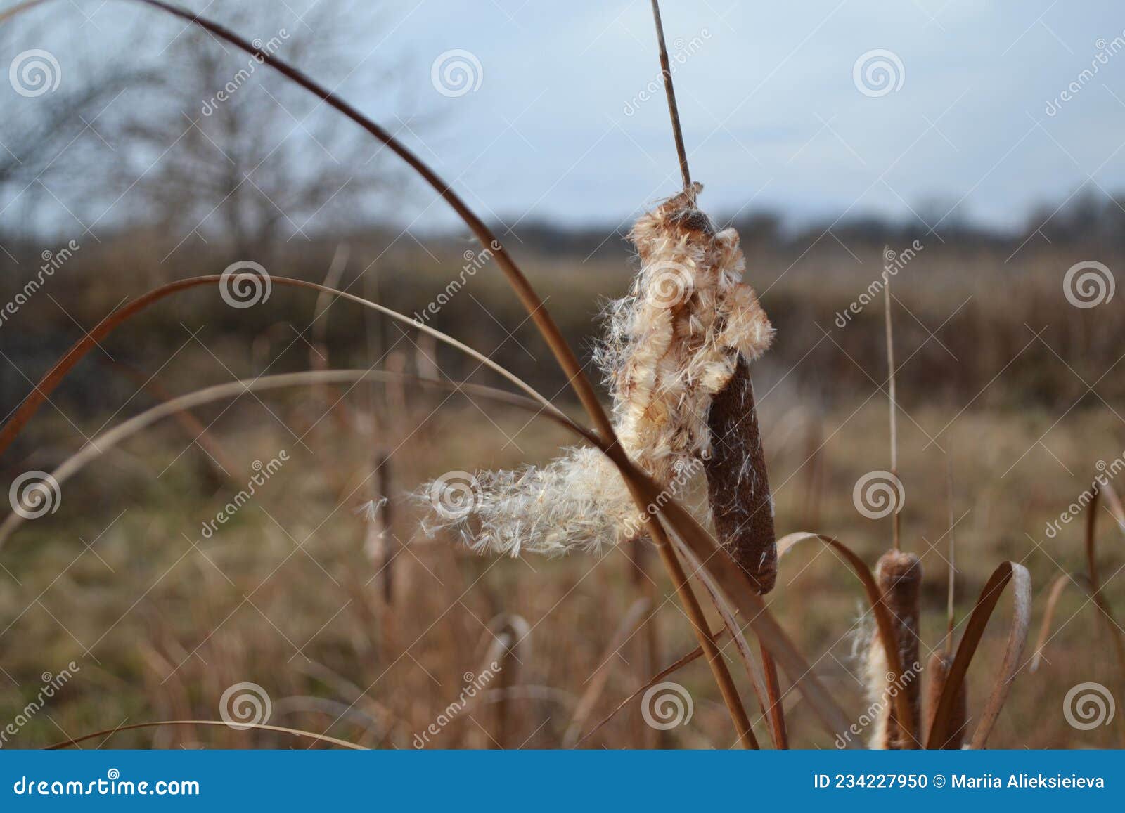 Reed in the Wind Autumn. in the Swamp. Plants in the Field. Stock Photo ...