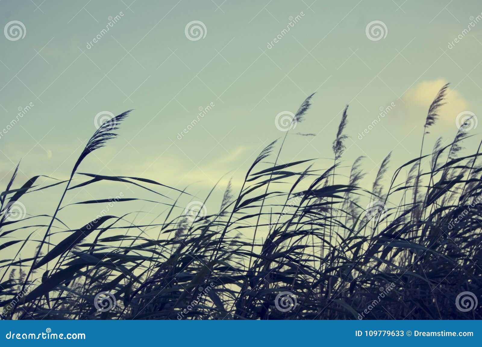 Reed in the Wind with Blue Sky and Clouds Stock Image - Image of field ...