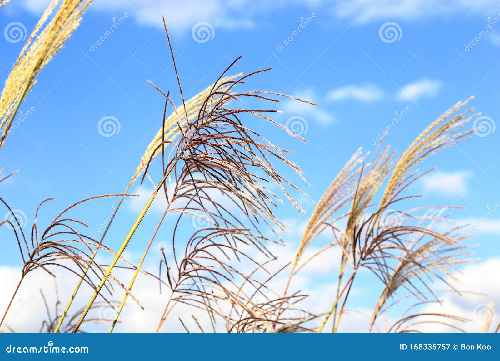 Reed in the wind stock image. Image of fluttering, plants - 168335757