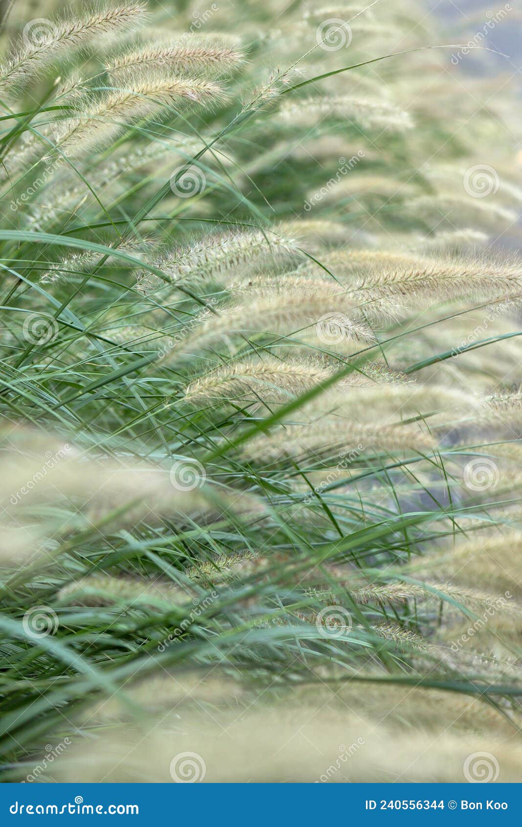 Reed in the wind stock photo. Image of fluttering, autumn - 240556344