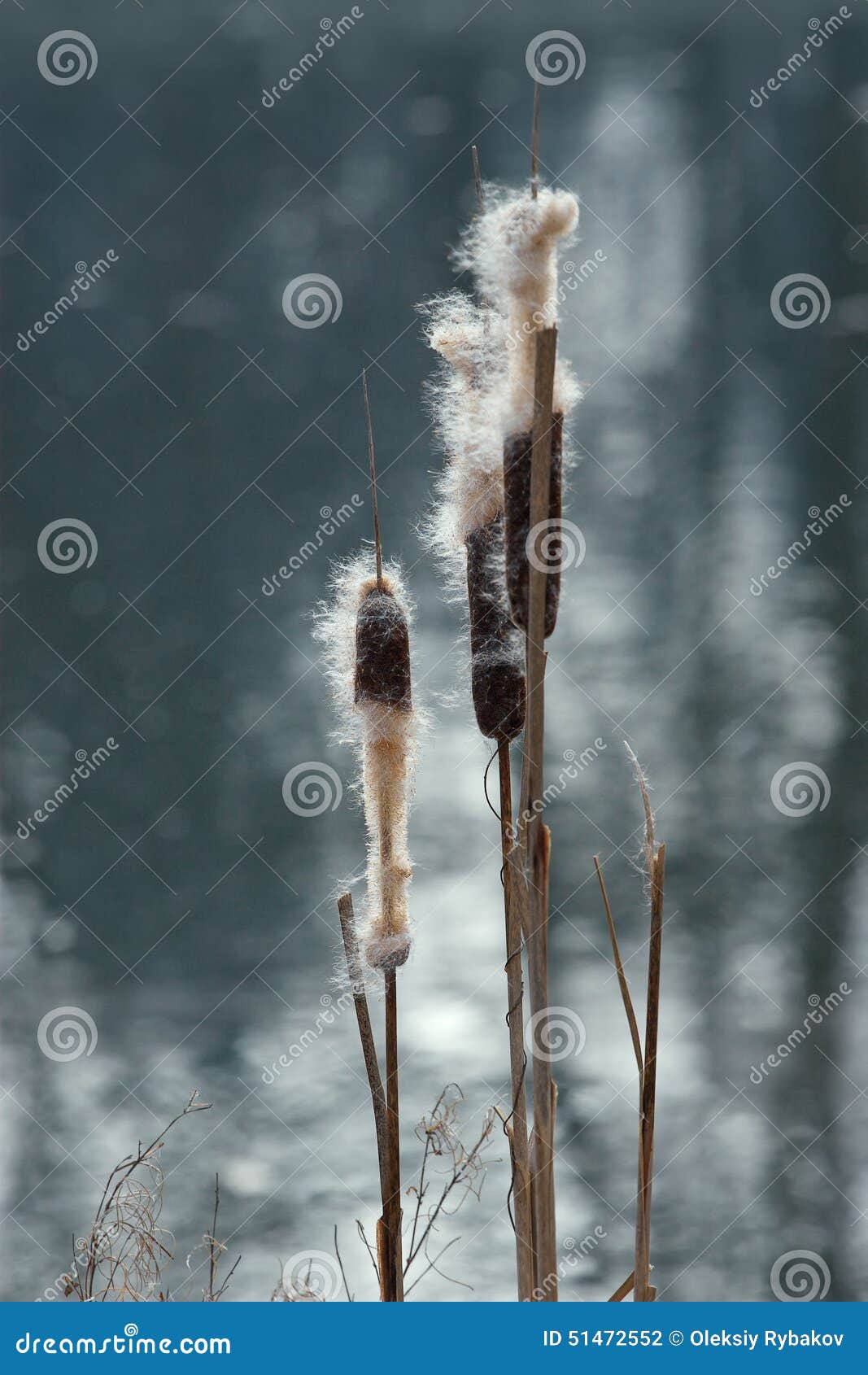 Reed on the wind stock photo. Image of wind, fluff, plants - 51472552