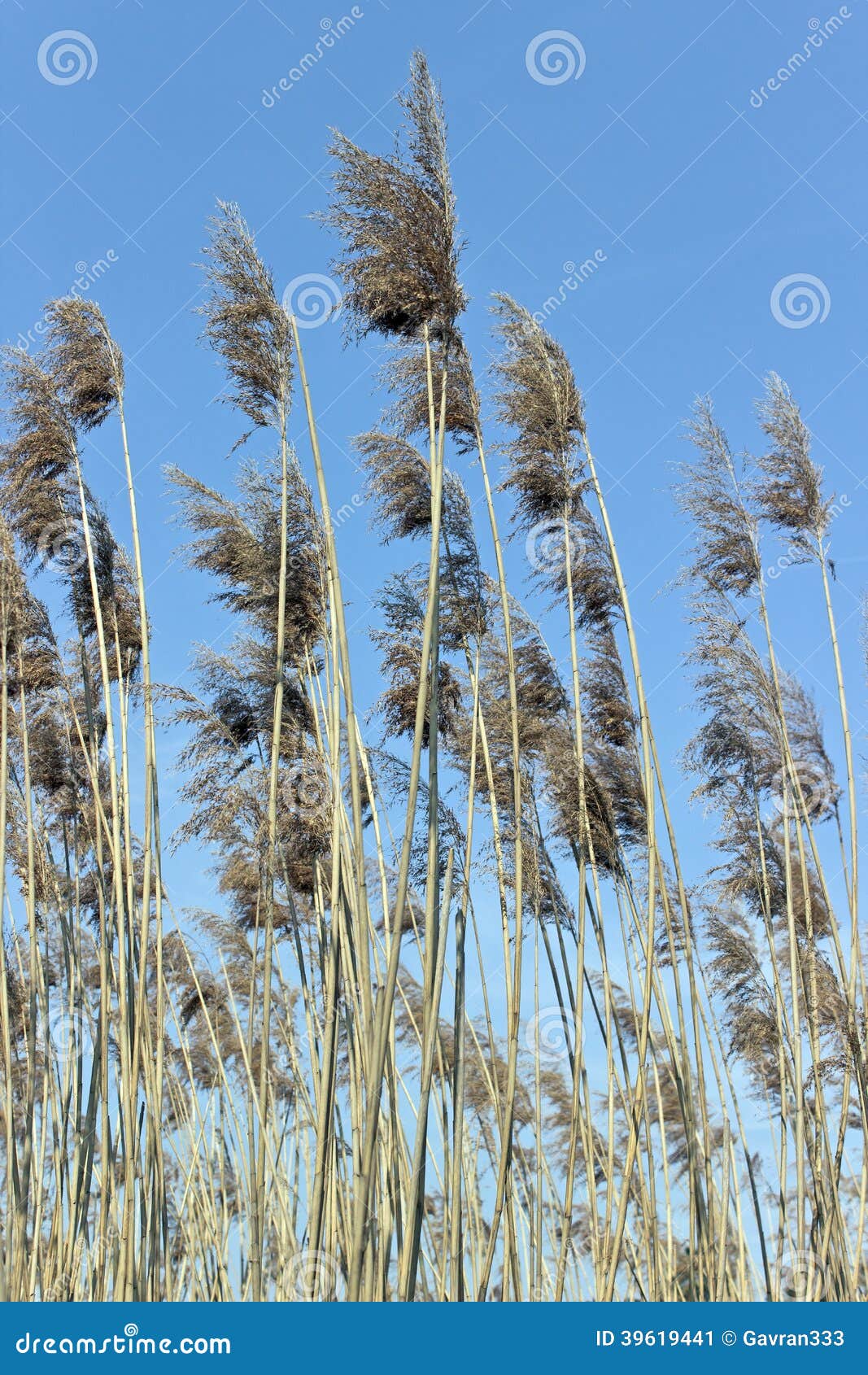 Reed on wind stock image. Image of beautiful, shore, blue - 39619441