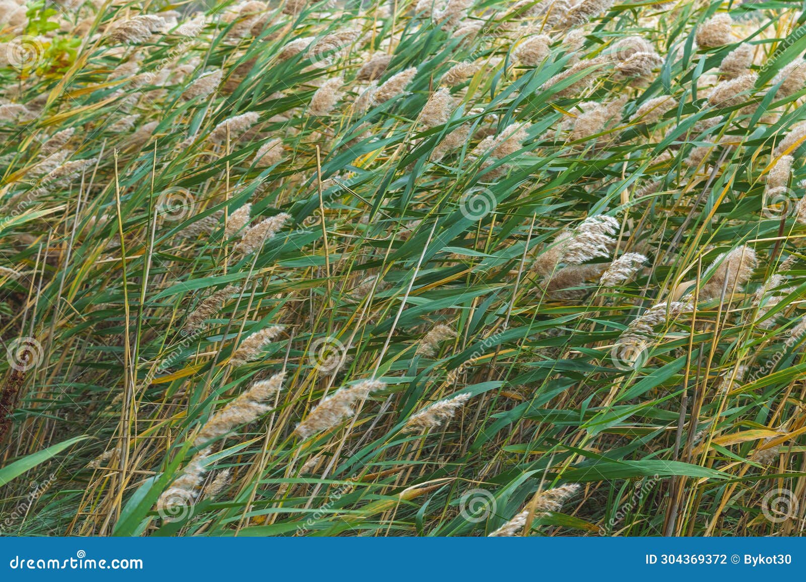Reed in the Wind. Phragmites Australis, the Common Reed Stock Photo ...