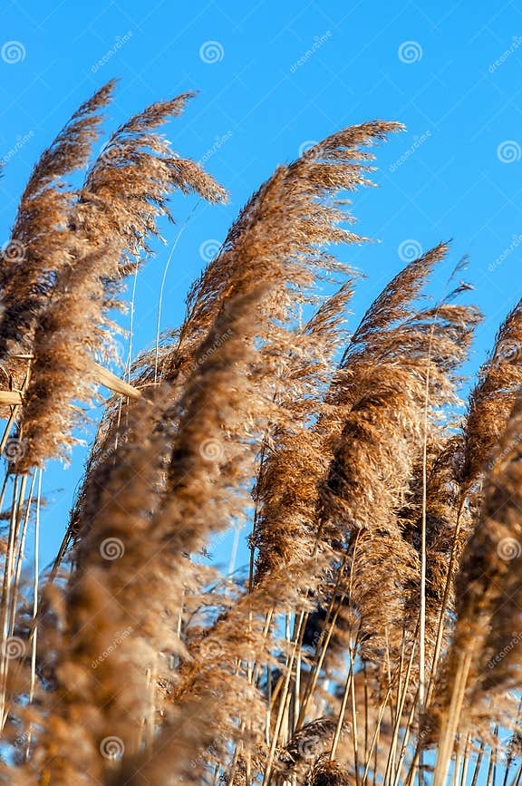 Reed in the wind stock photo. Image of landscape, color - 30193208