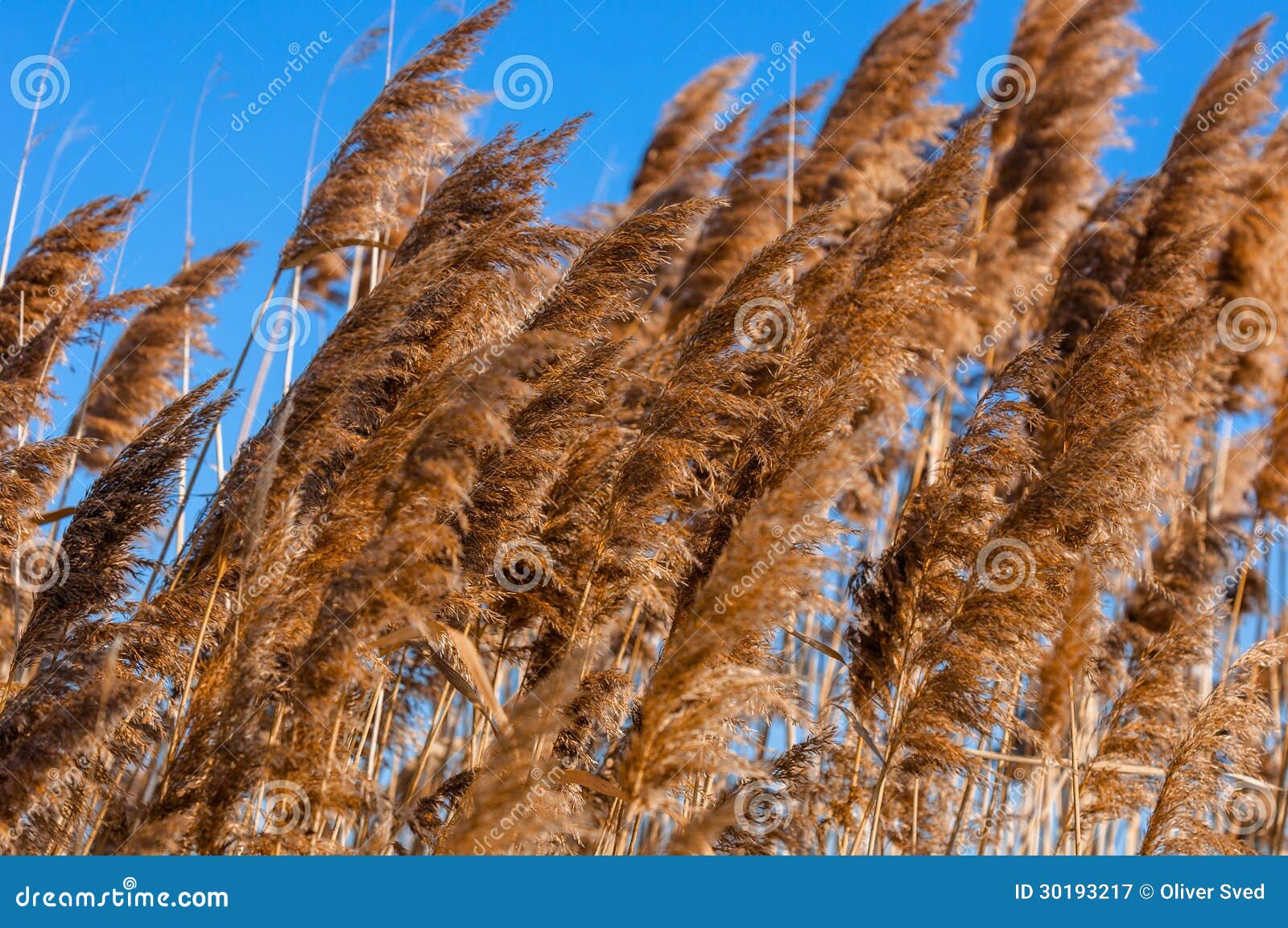 Reed in the wind stock image. Image of beautiful, sunset - 30193217