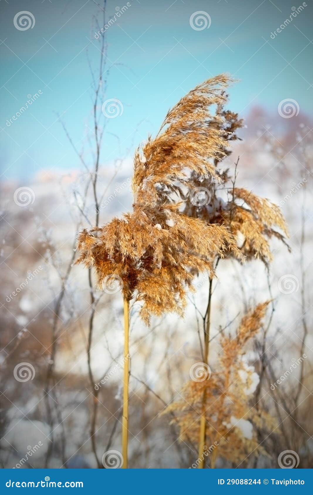 Reed in winter stock photo. Image of swamp, botanical - 29088244