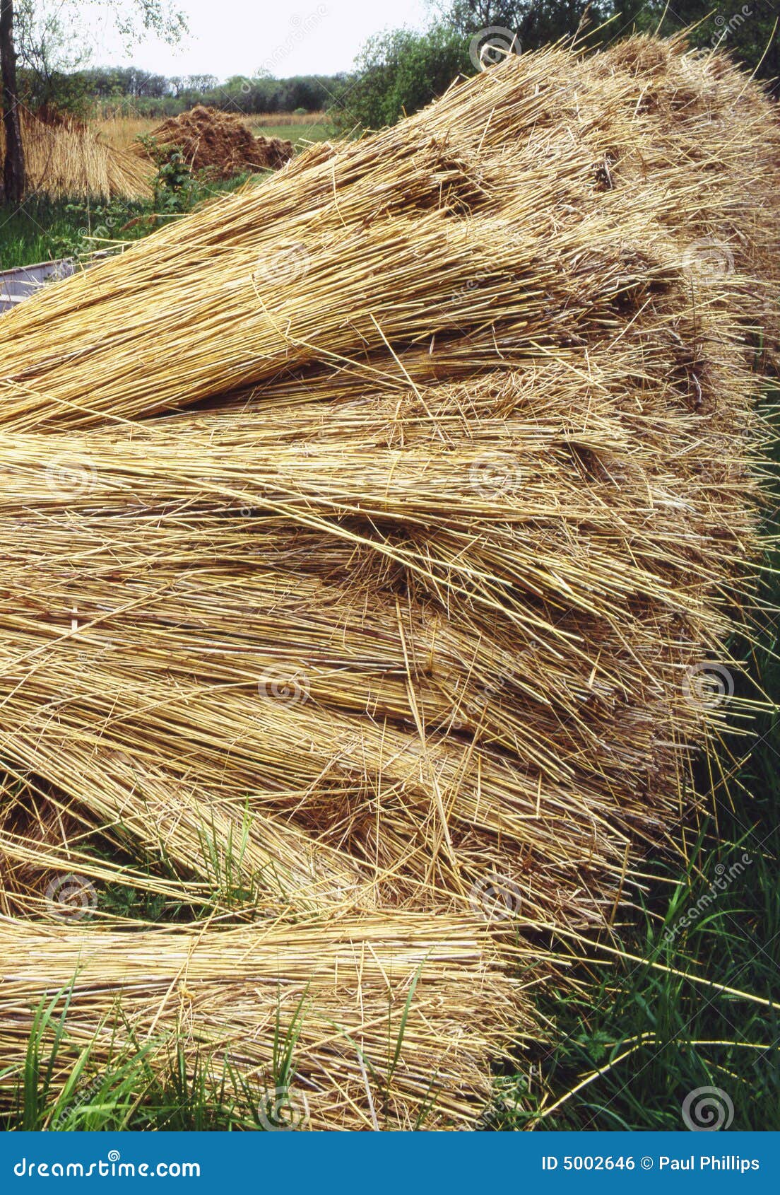 Reeda brzegu rzeki zdjęcie stock. Obraz złożonej z dach - 5002646