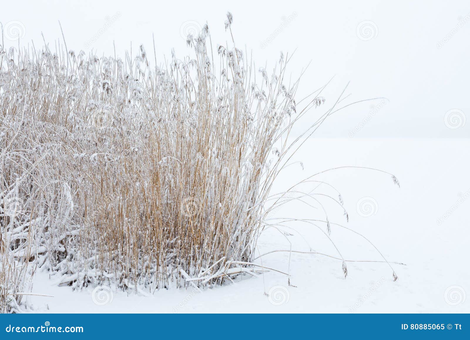 Reedbed in the snow stock image. Image of cold, calm - 80885065