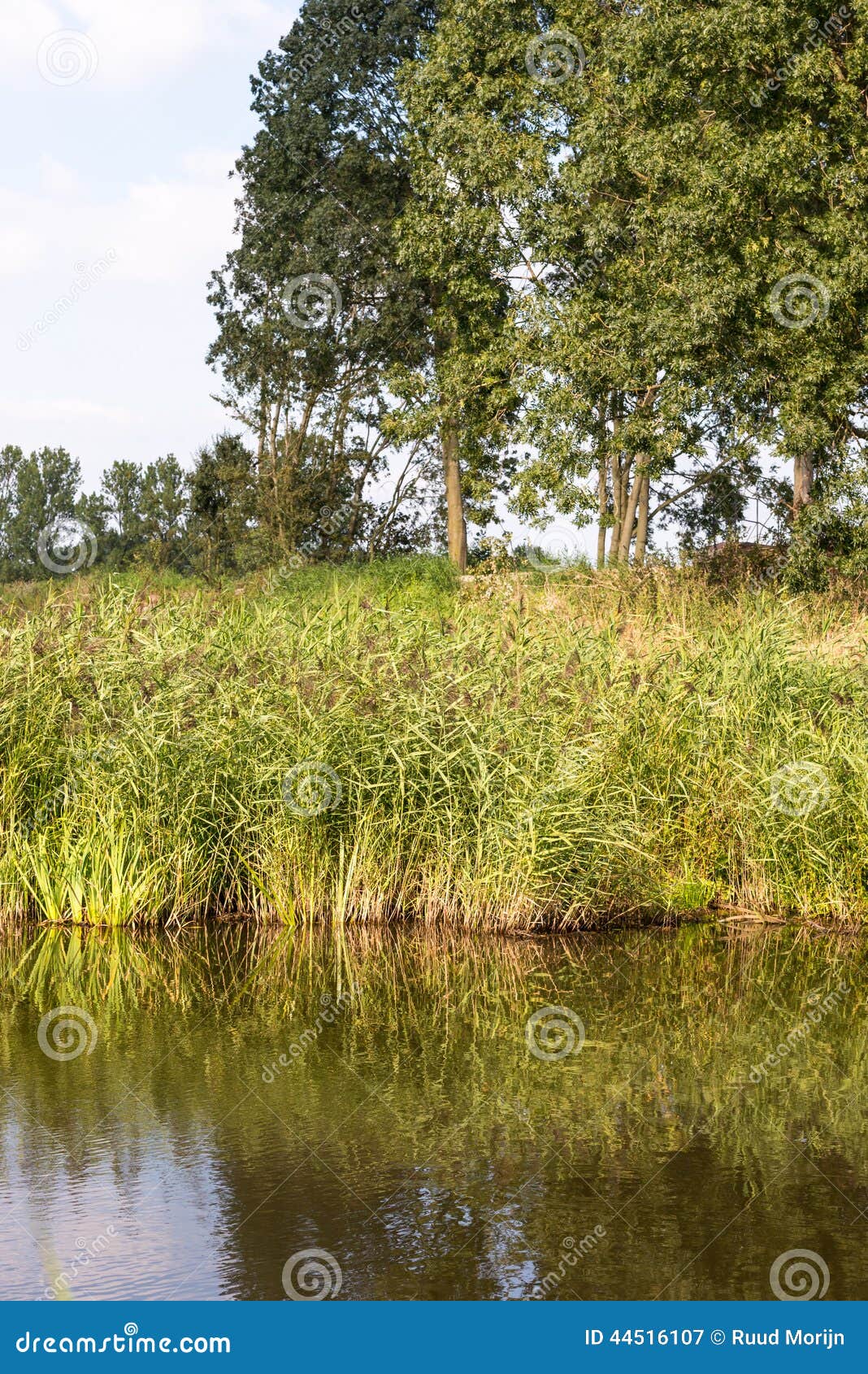 Reeded riverside stock image. Image of phragmites, background - 44516107