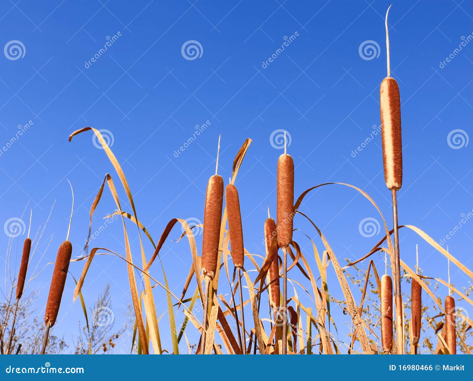 Reedmace Narrow-leaved Tops Stock Photo - Image of season, flower: 16980466