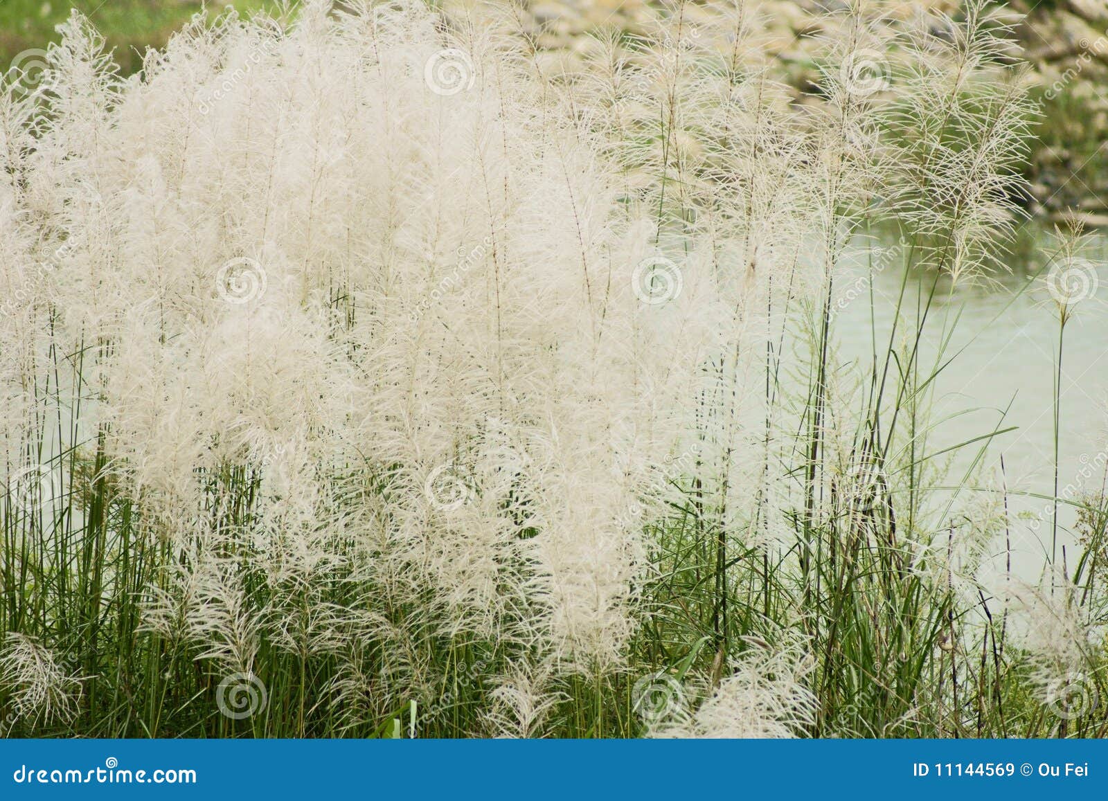 Reeds stock image. Image of landscapes, water, flourishing - 11144569