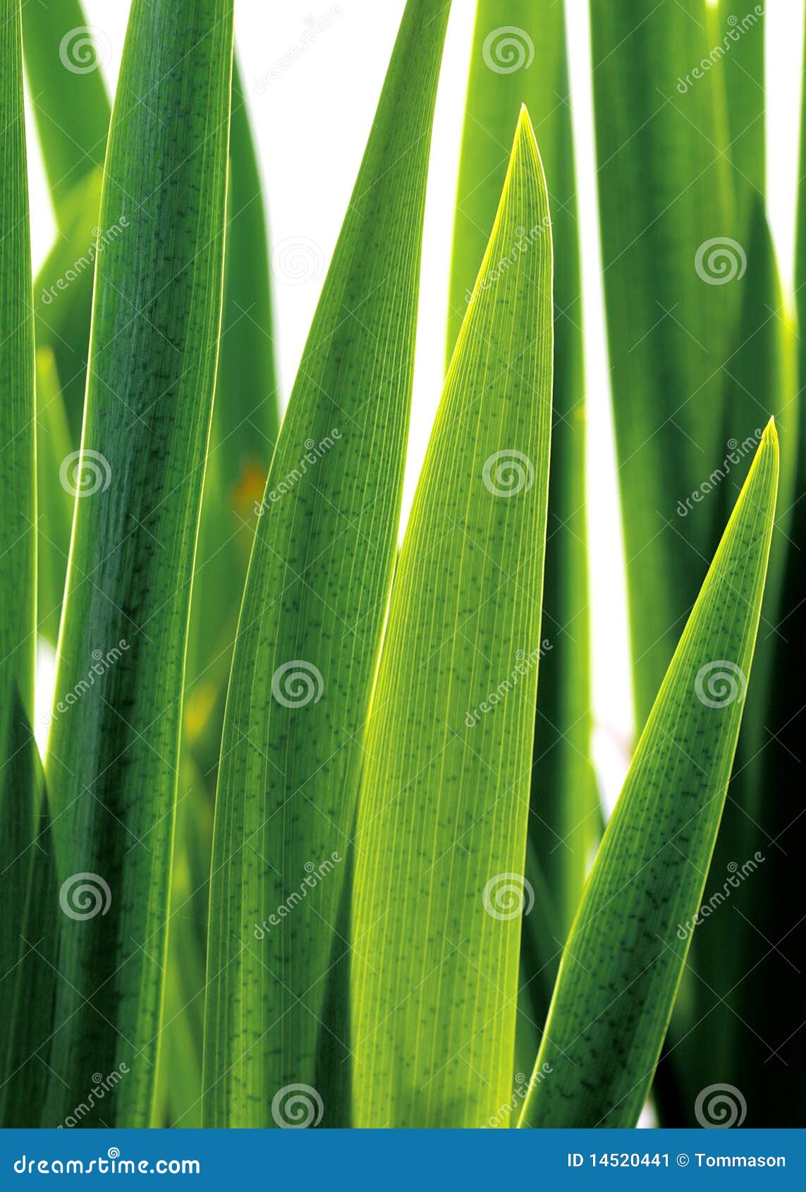 Reeds stock image. Image of blade, reed, plant, spring - 14520441