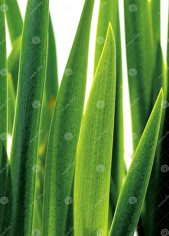 Reeds stock image. Image of blade, reed, plant, spring - 14520441
