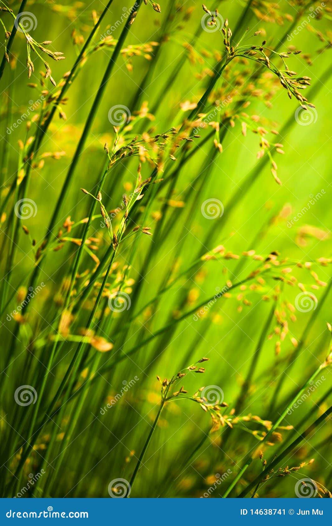 Reeds stock image. Image of landscape, grow, leaf, greenery - 14638741