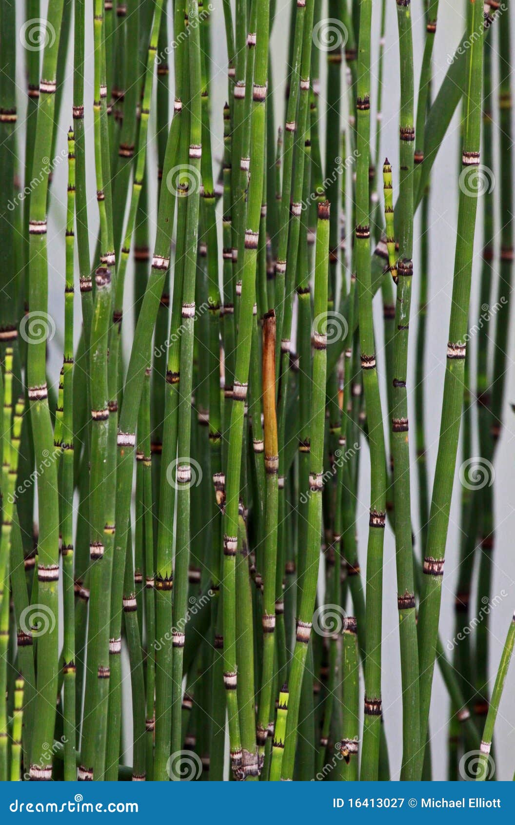 Reeds stock image. Image of natural, bush, design, outdoor - 16413027