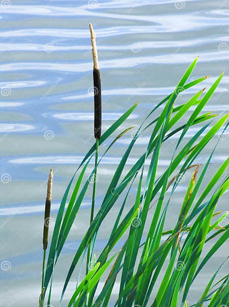 Reeds stock photo. Image of pond, wild, natural, grow, plant - 211322