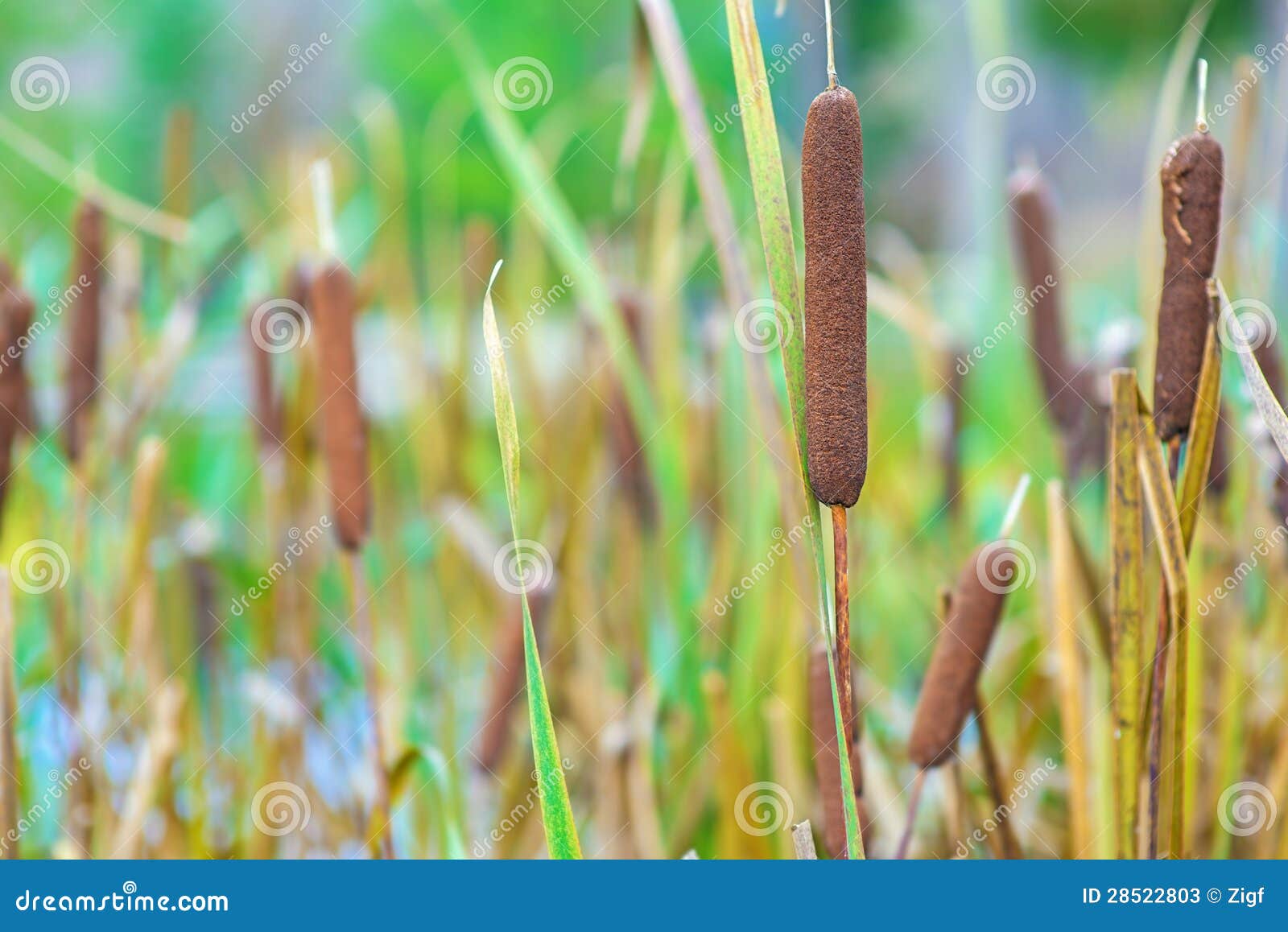 Reeds stock image. Image of outdoor, lake, flora, marsh - 28522803