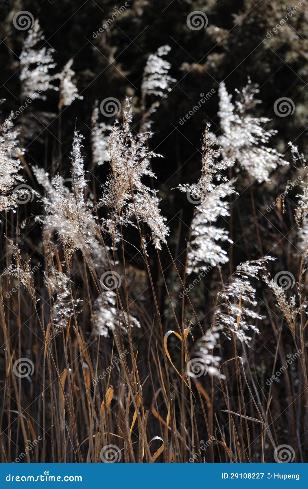 Reeds stock image. Image of brown, bulrush, golden, floral - 29108227