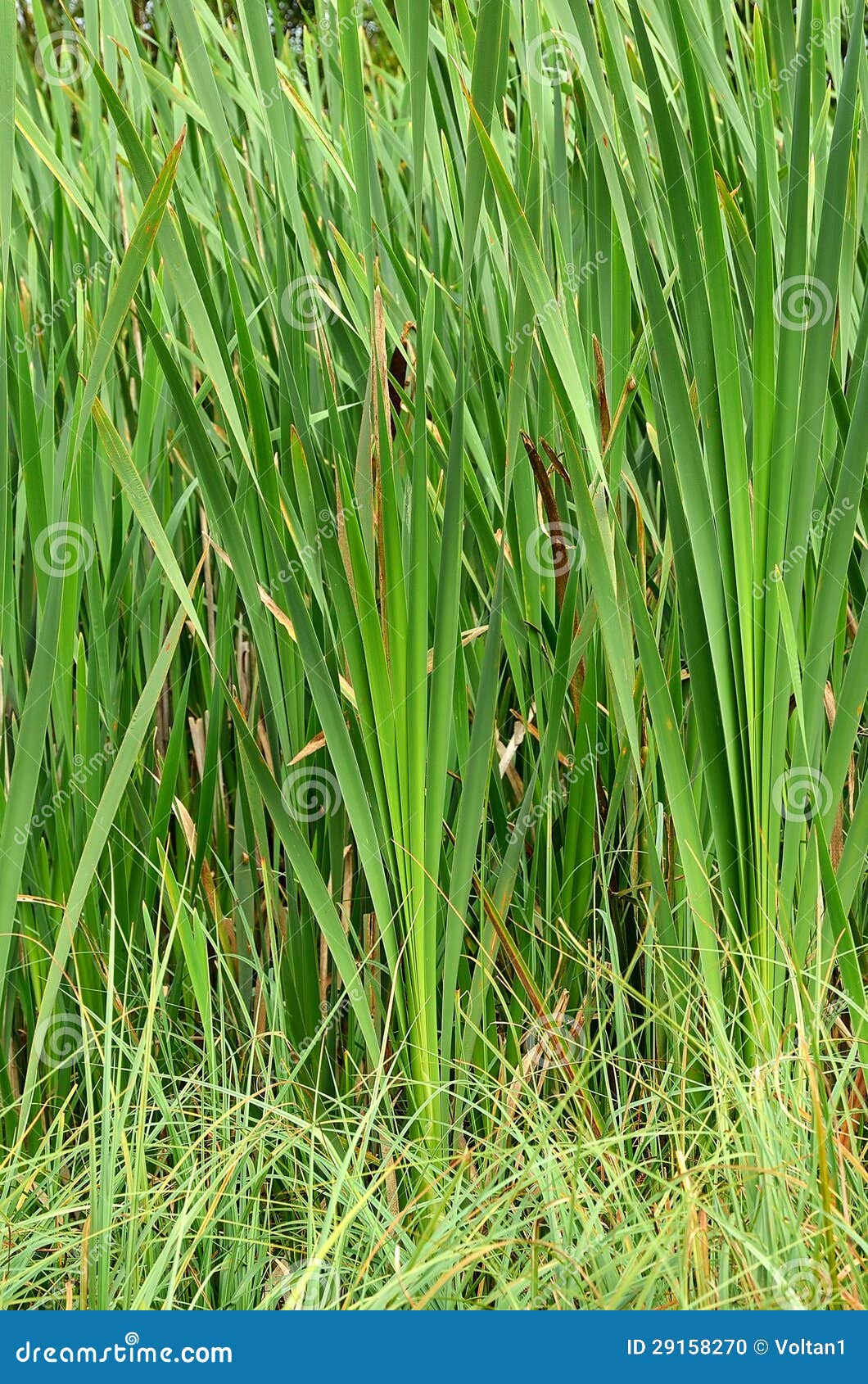 Reeds stock photo. Image of environment, background, leaves - 29158270