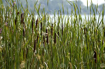 Reeds stock image. Image of plan, reed, reeds, vegatation - 62135