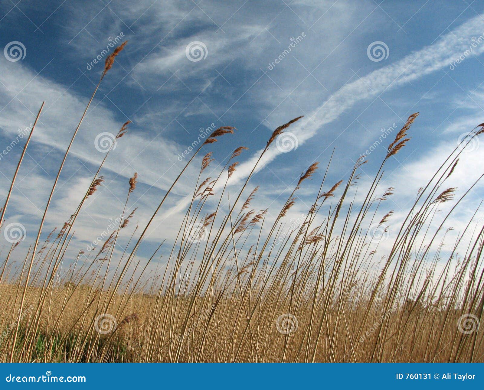 Reeds stock image. Image of reeds, clouds, wild, nature - 760131