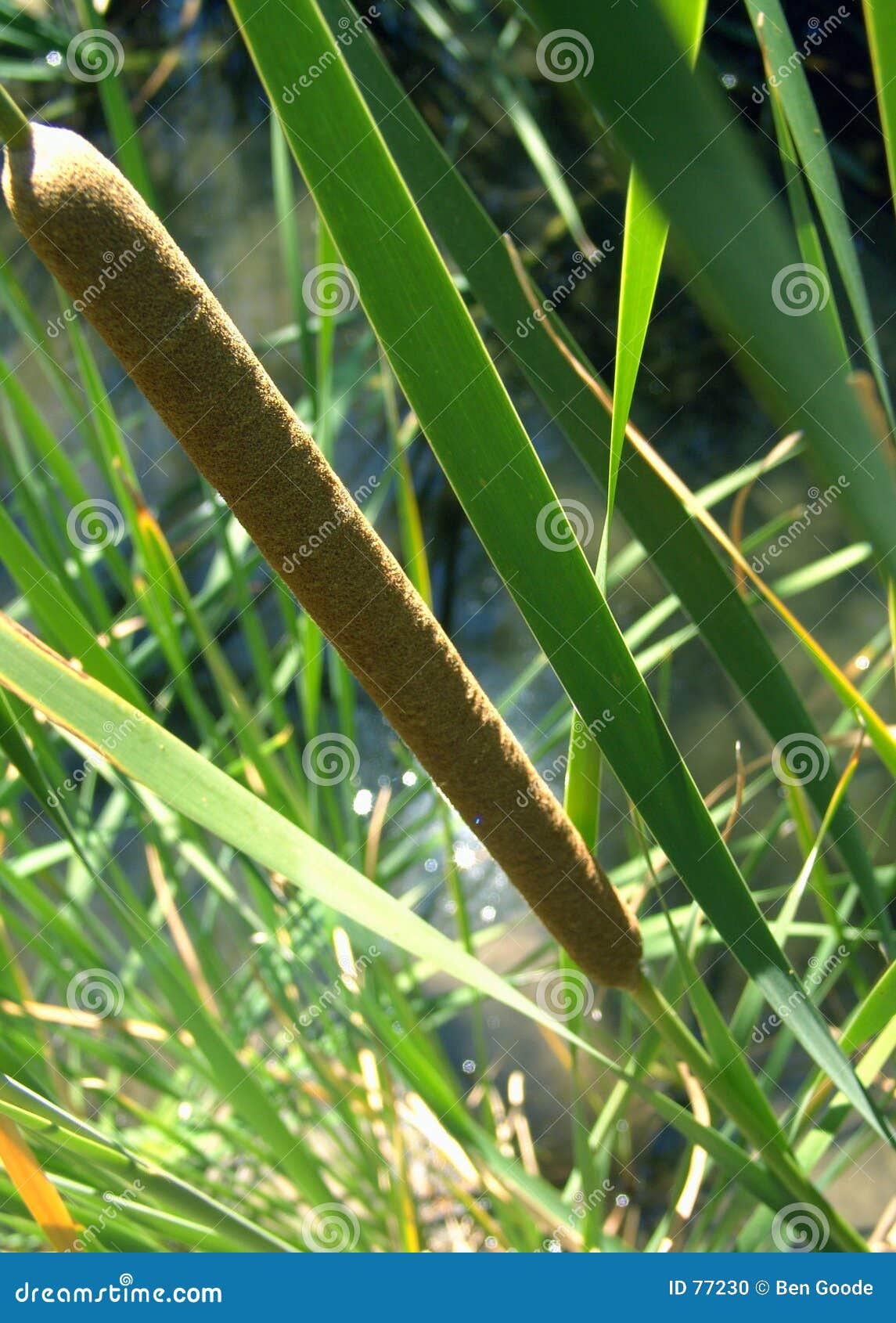 Reeds stock photo. Image of nature, green, creek, water - 77230