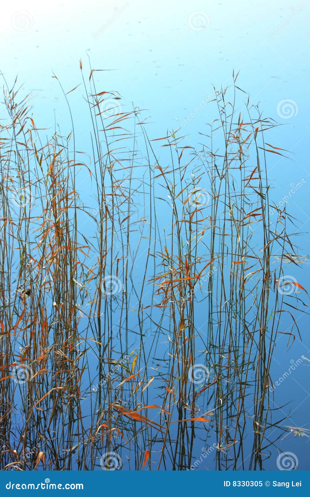 Reeds stock image. Image of fall, park, water, leaves - 8330305