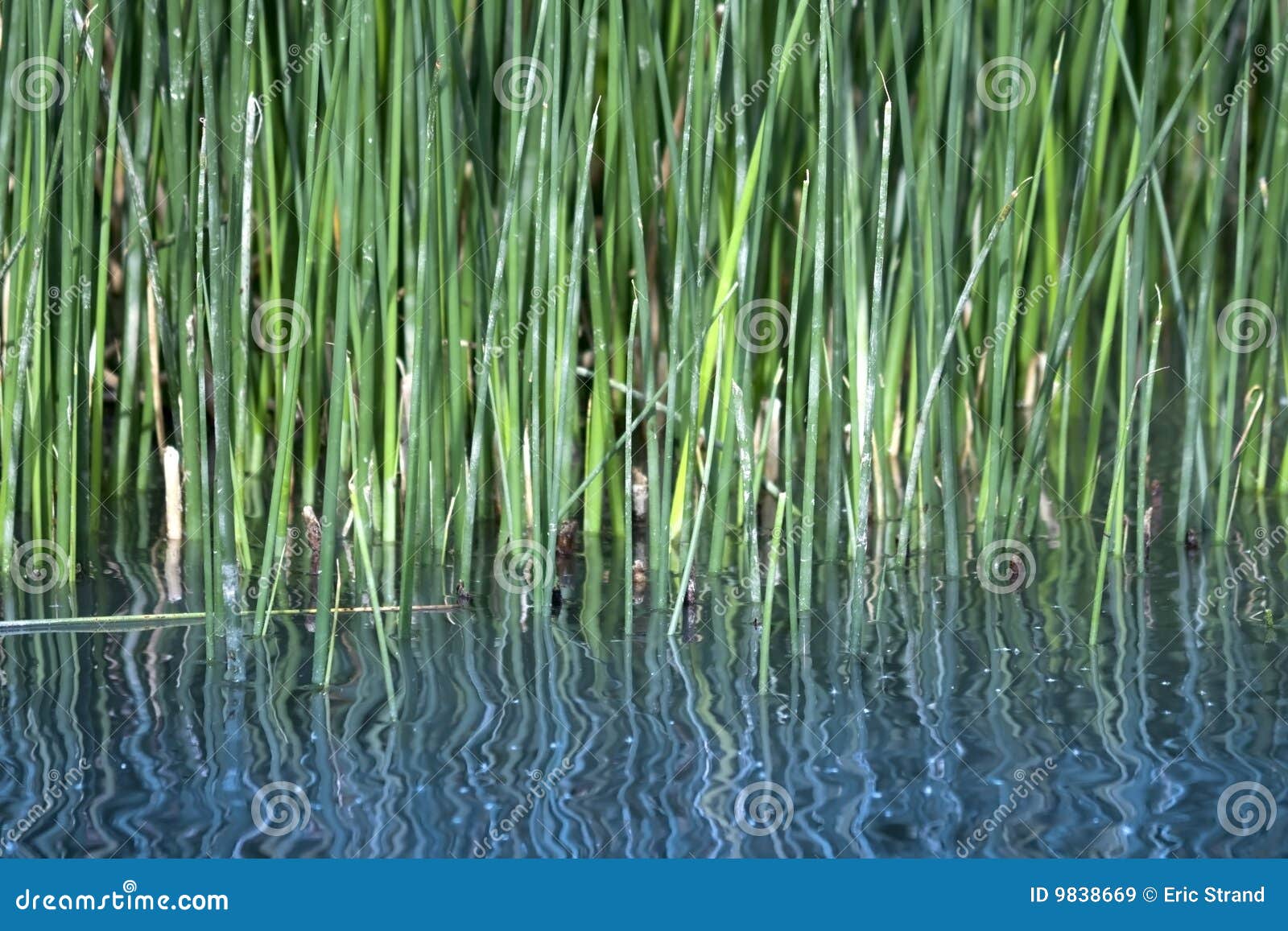 Reeds stock image. Image of reflection, phragmites, lake - 9838669