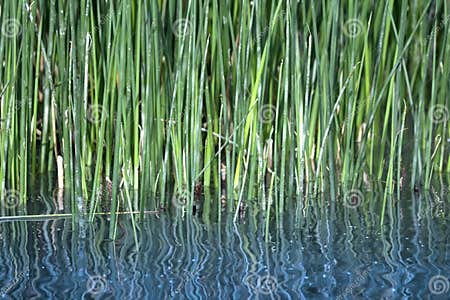 Reeds stock image. Image of reflection, phragmites, lake - 9838669