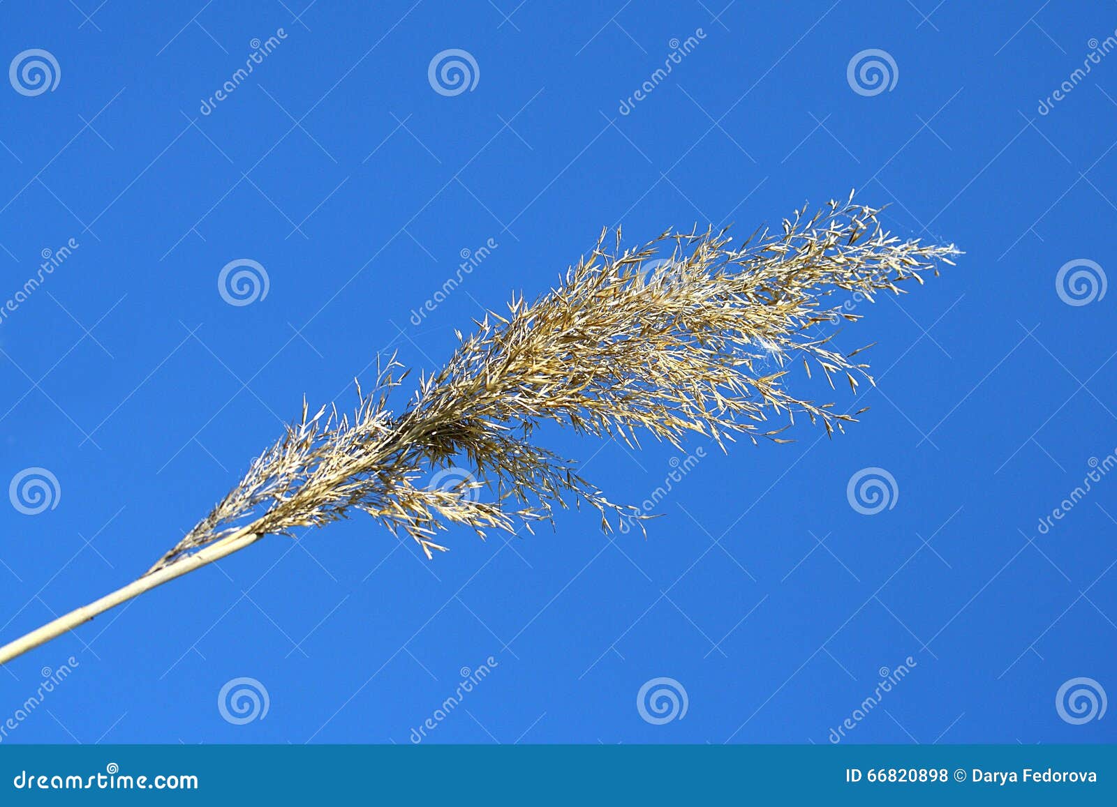 Reeds against blue sky stock photo. Image of autumn, spring - 66820898