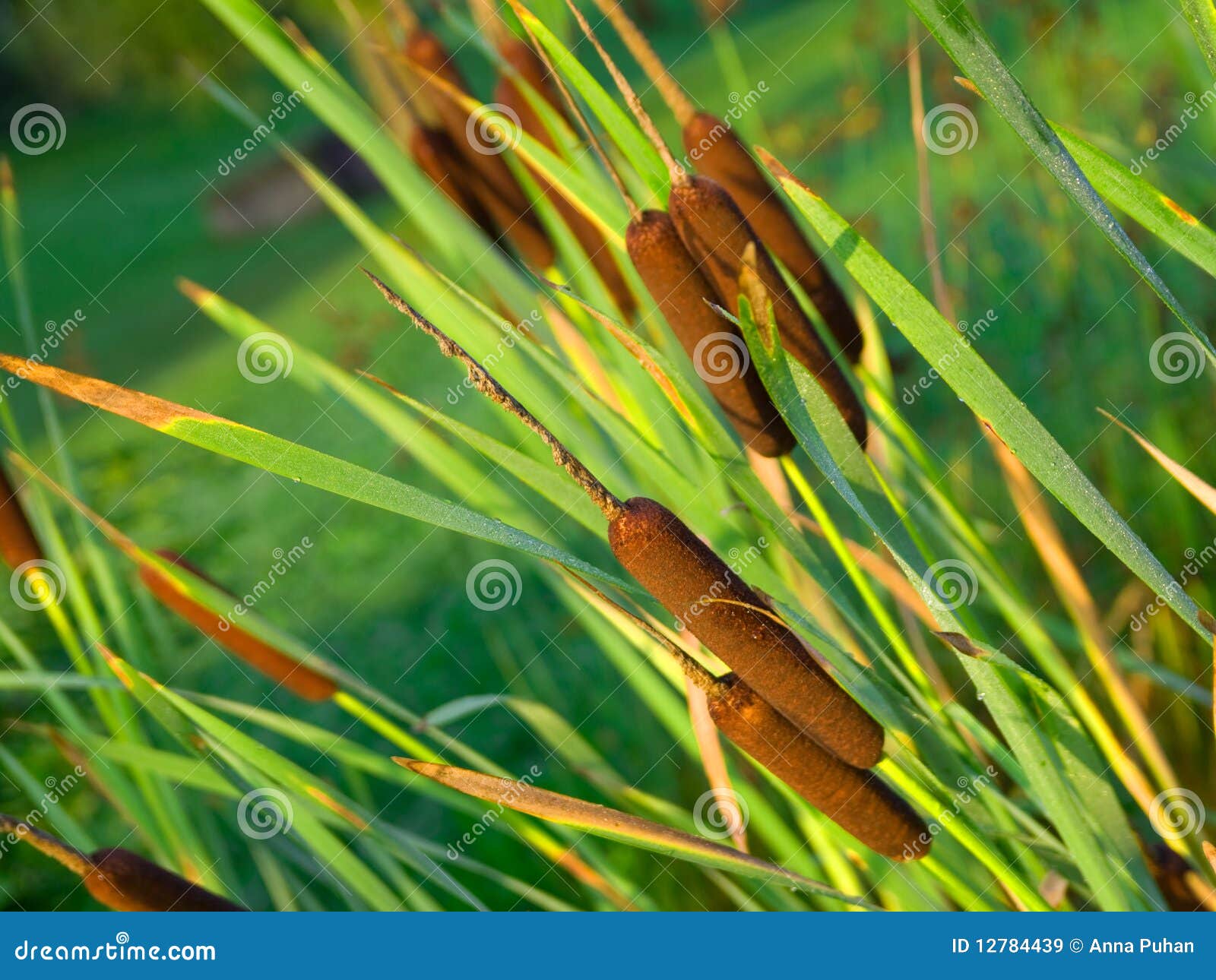 Reeds background stock image. Image of outdoors, aquatic - 12784439