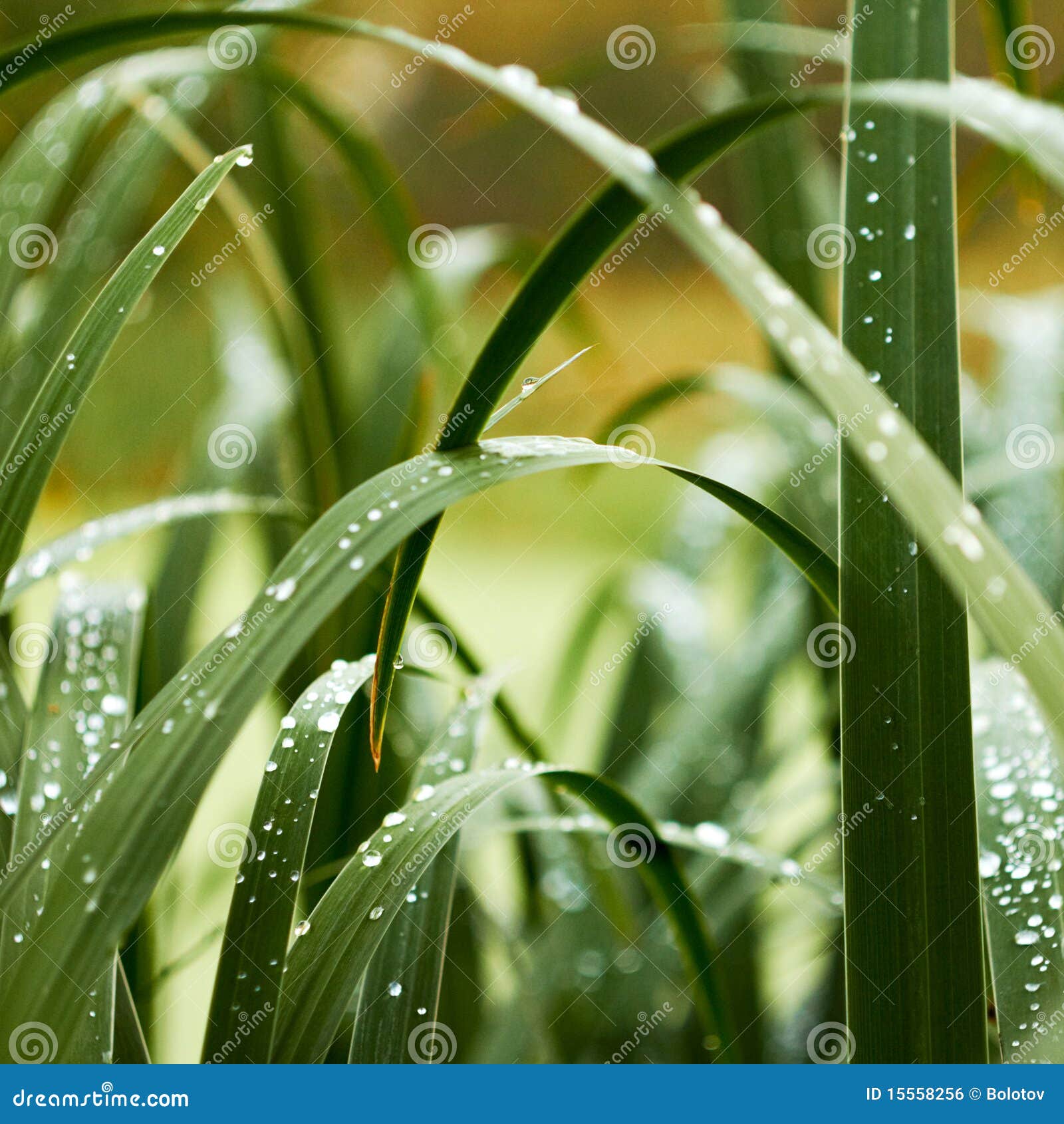 Reeds background. stock photo. Image of nature, bubbles - 15558256