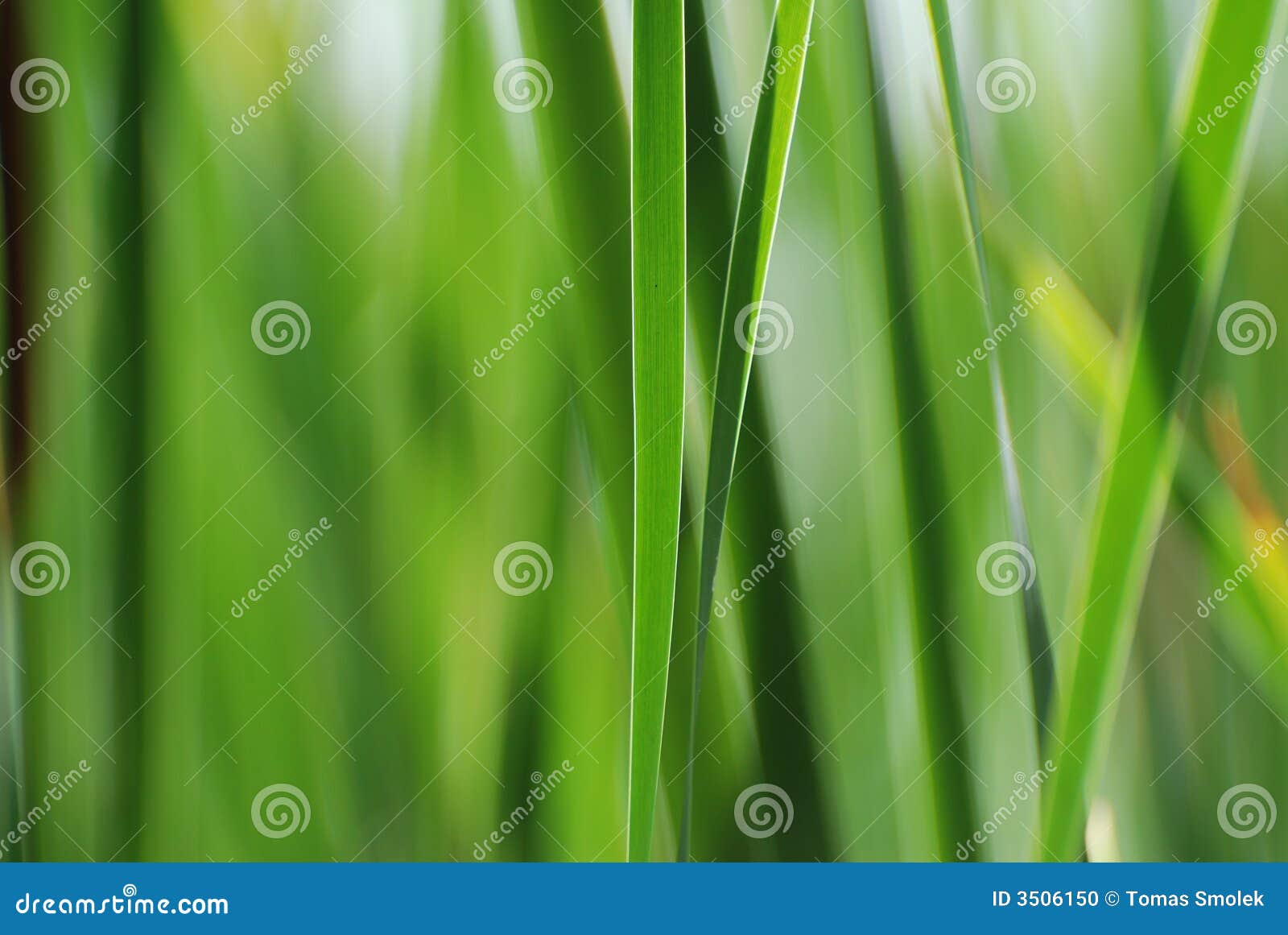 Reeds background stock photo. Image of botanical, closeup - 3506150