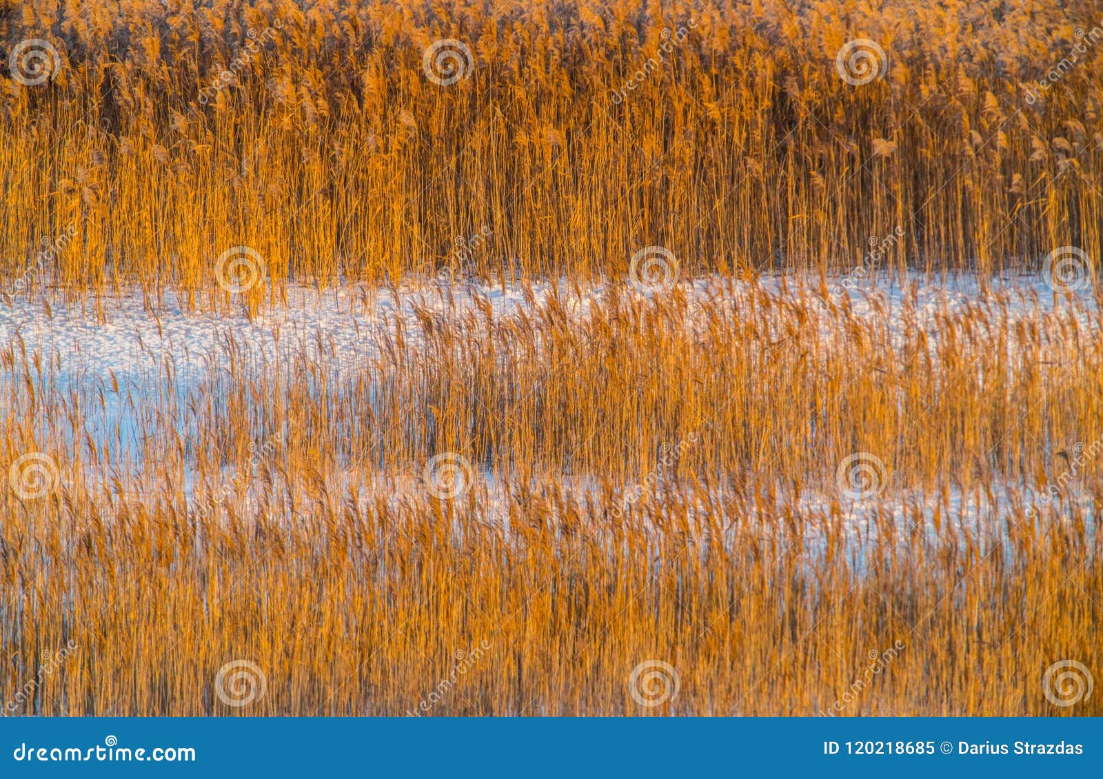 Reeds background stock image. Image of season, light - 120218685