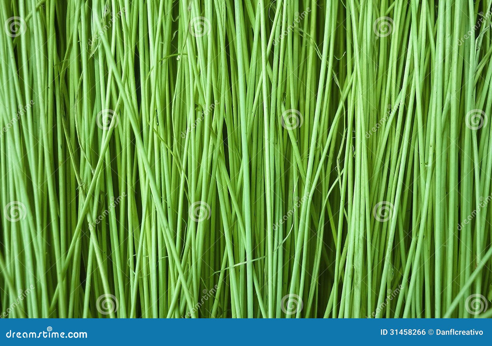 Reeds Background Texture stock photo. Image of quality - 31458266