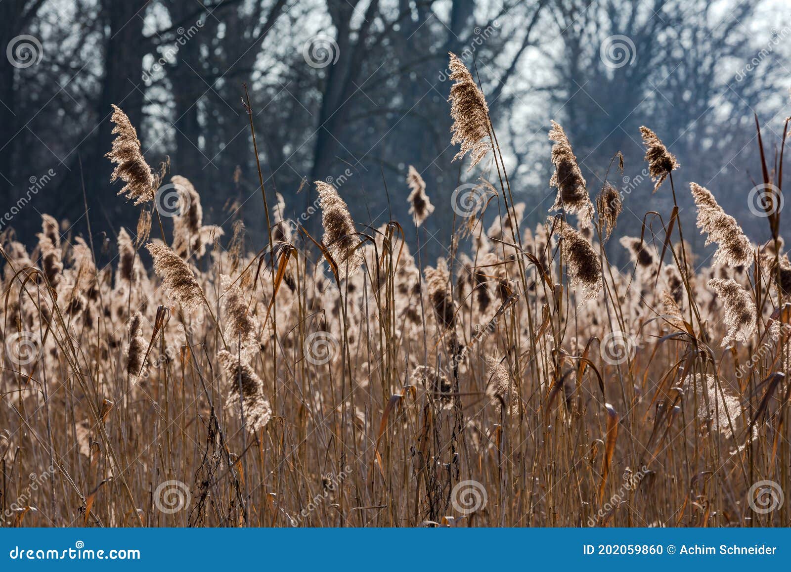 Reeds in the Backlight at the Pond in Front of Trees in the Background ...