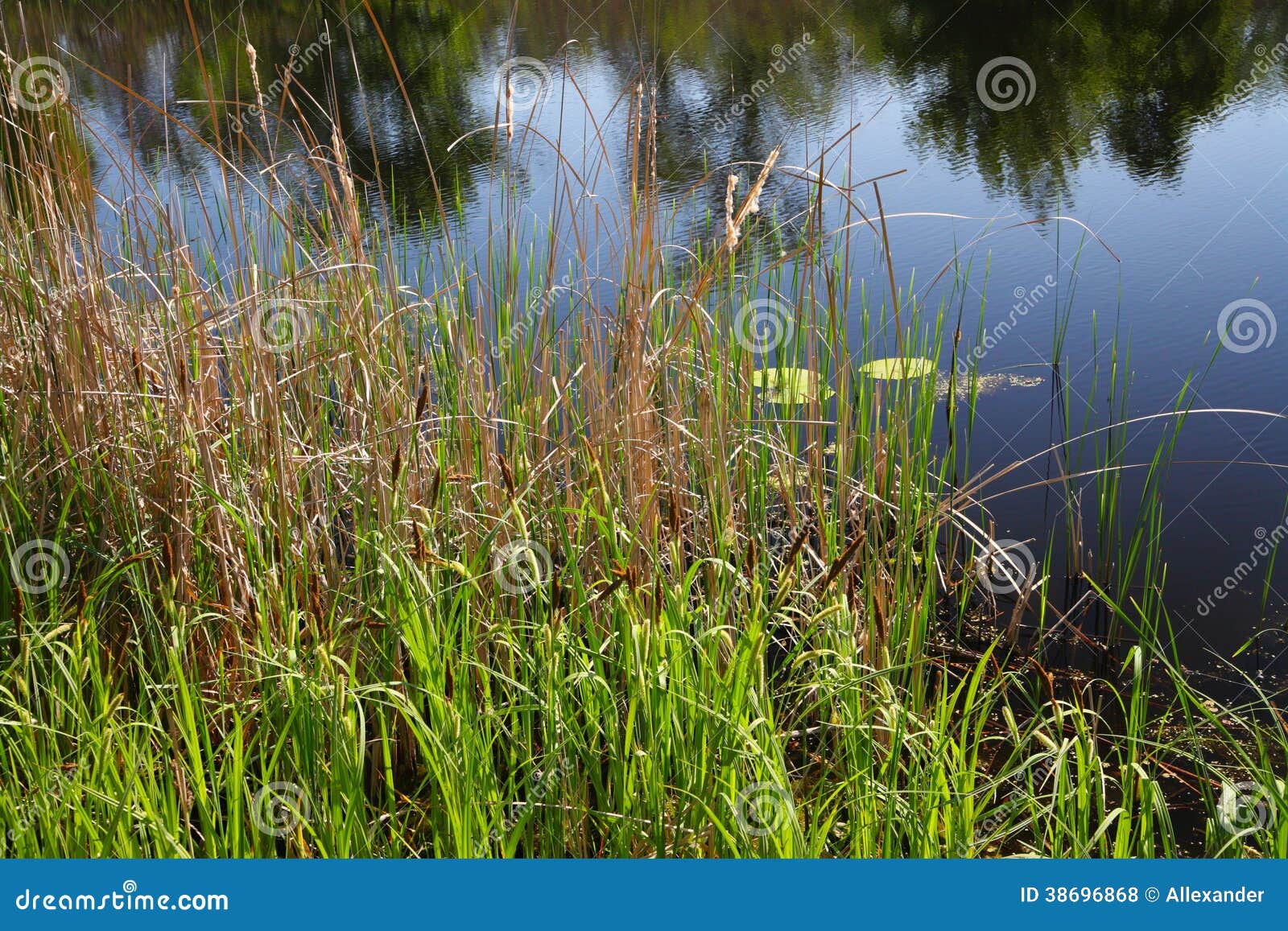Reeds on the Bank of the River Stock Photo - Image of season, nature ...