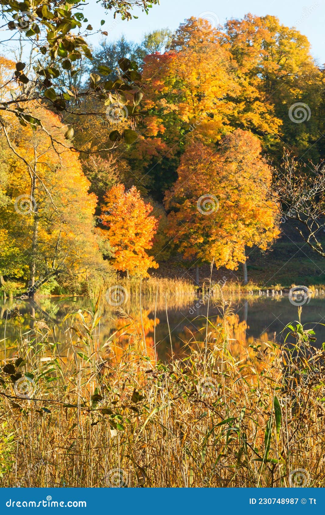 Reeds at a Beach of the Lake in the Fall Stock Image - Image of color ...