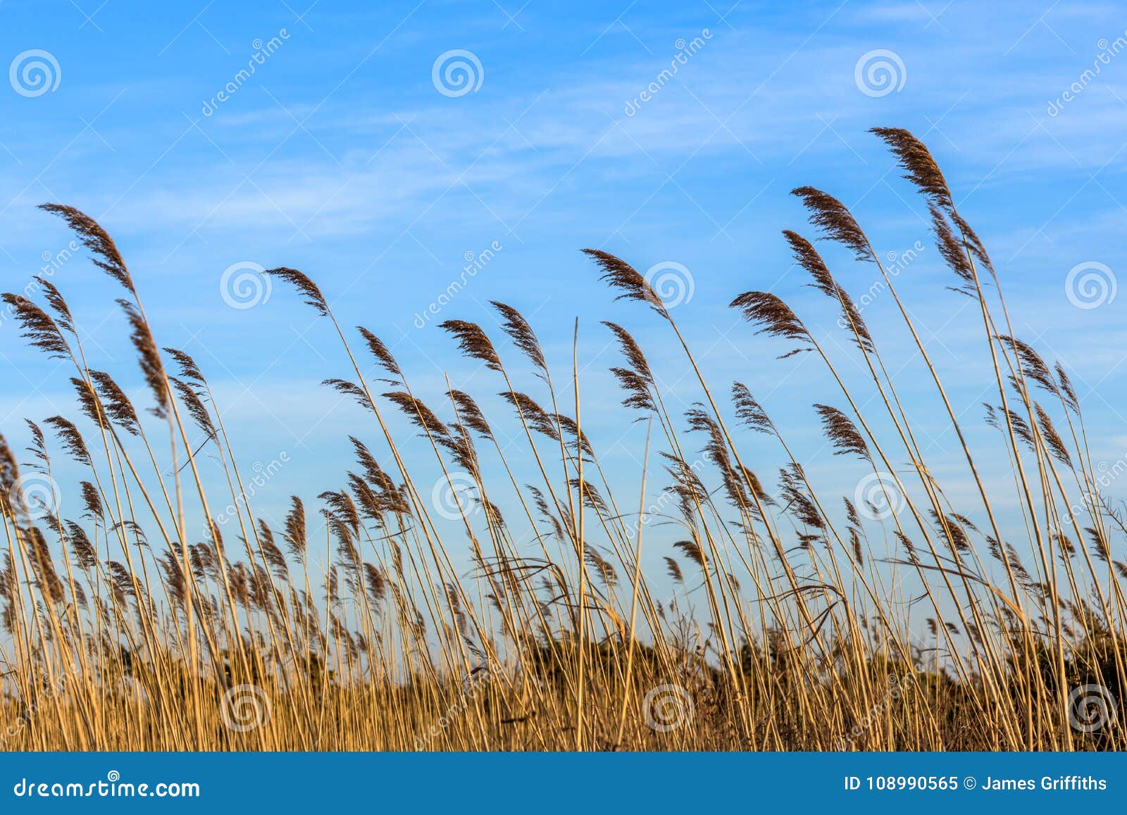Reeds on a Beach in the Middle of the Day Stock Image - Image of sand ...
