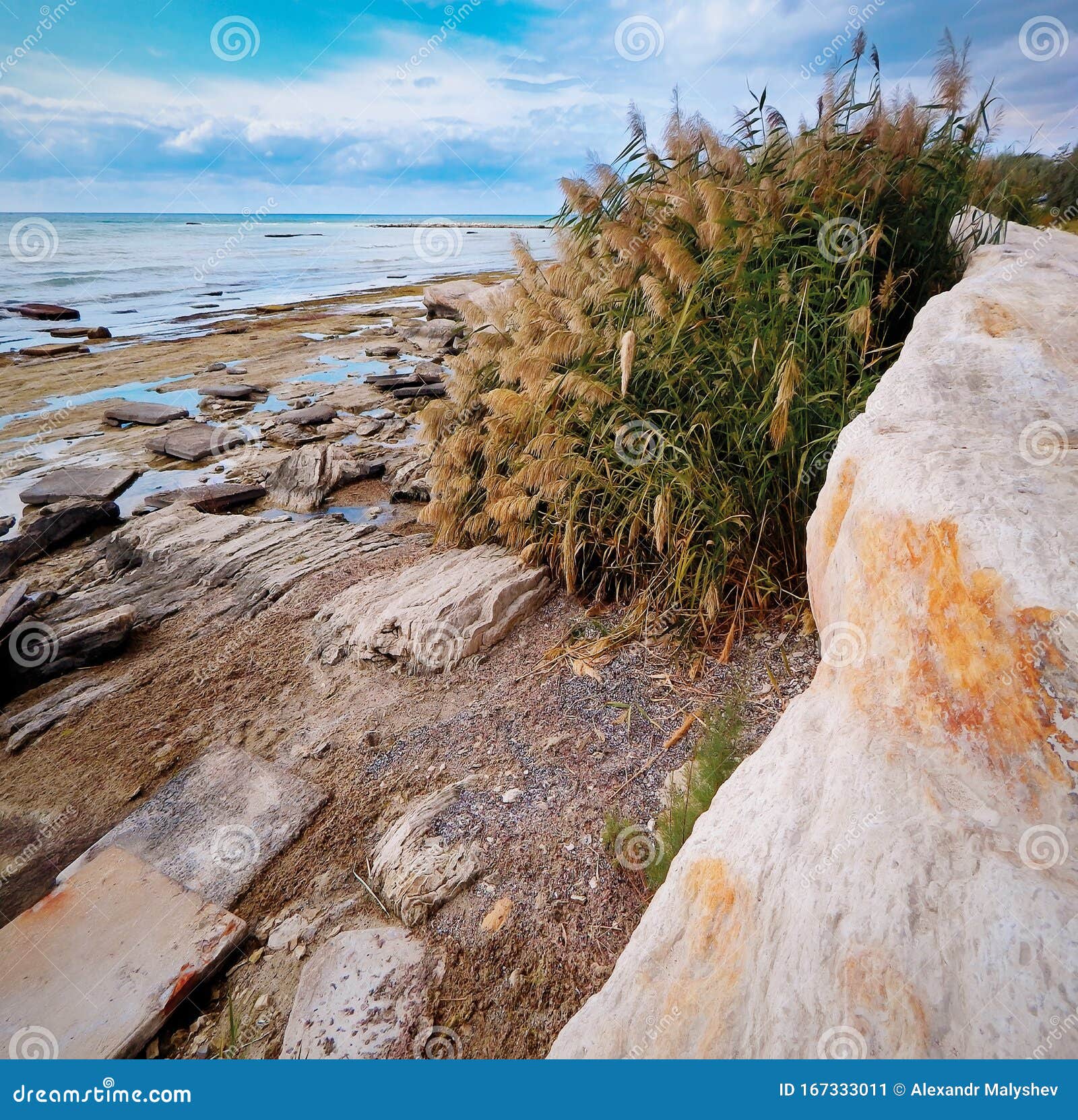 Reeds on the beach stock image. Image of beautiful, landscape - 167333011