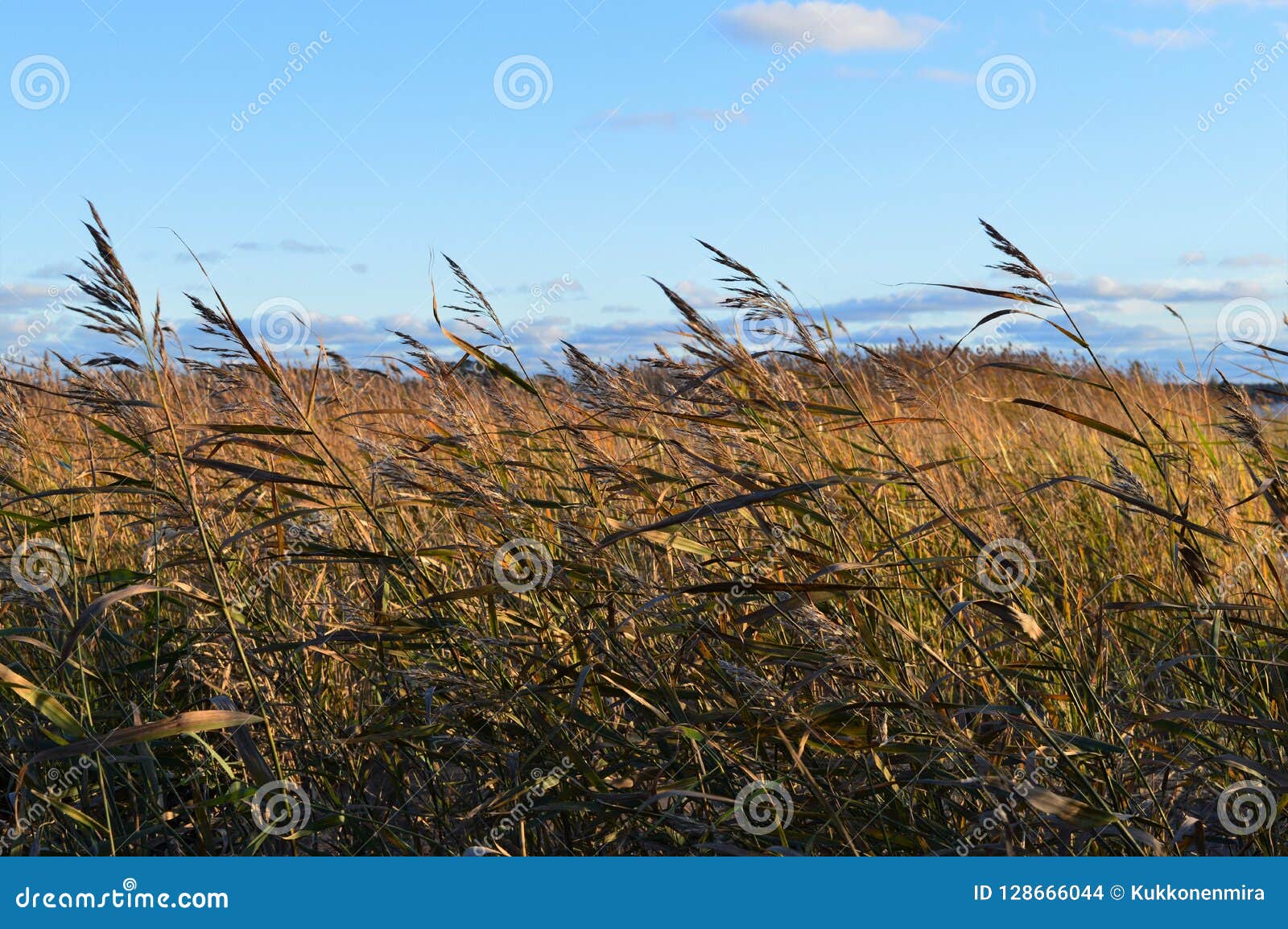 Reeds at the Beach in Strong Wind Stock Photo - Image of horizontal ...