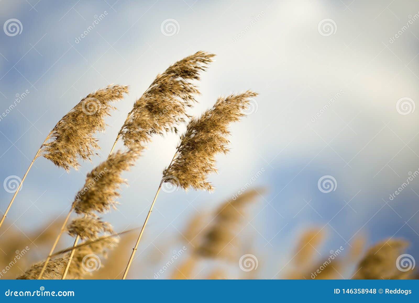 Reeds in the Blowing Wind with Blue Sky Background Stock Photo - Image ...