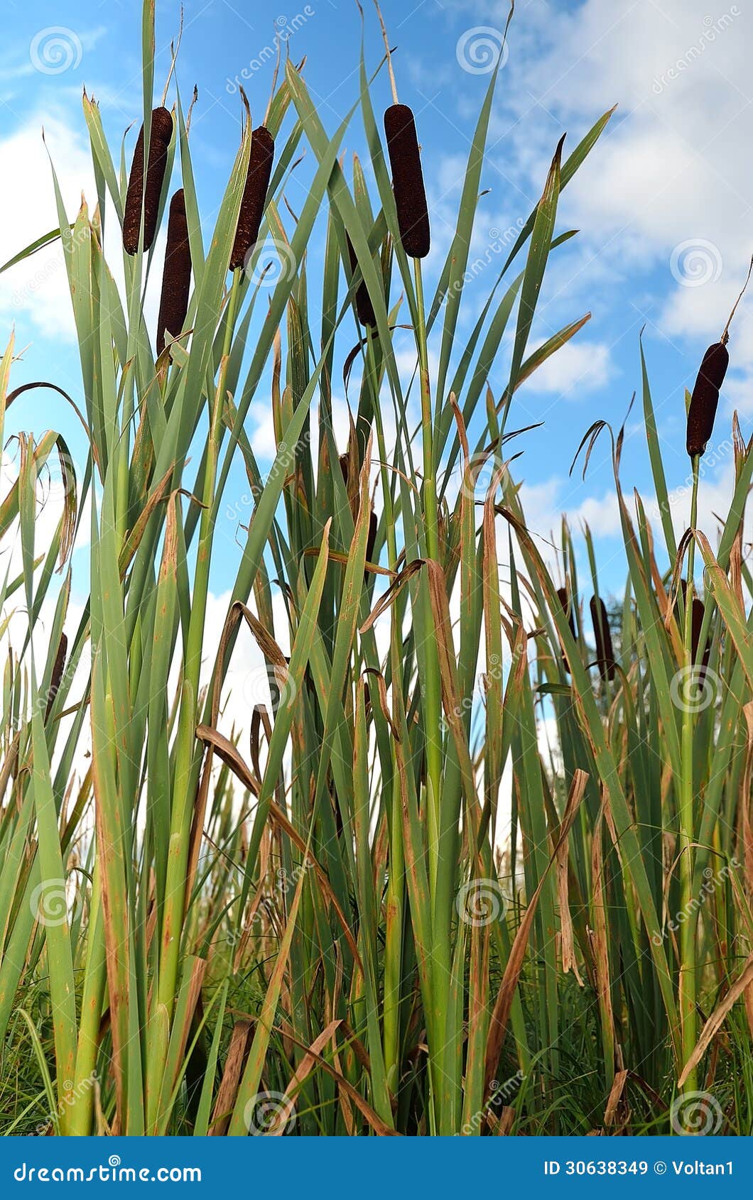Reeds stock image. Image of fall, cane, reedmace, beautiful - 30638349