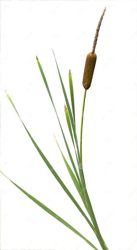 Reeds and Cattail stock photo. Image of reed, botany, green - 9981328
