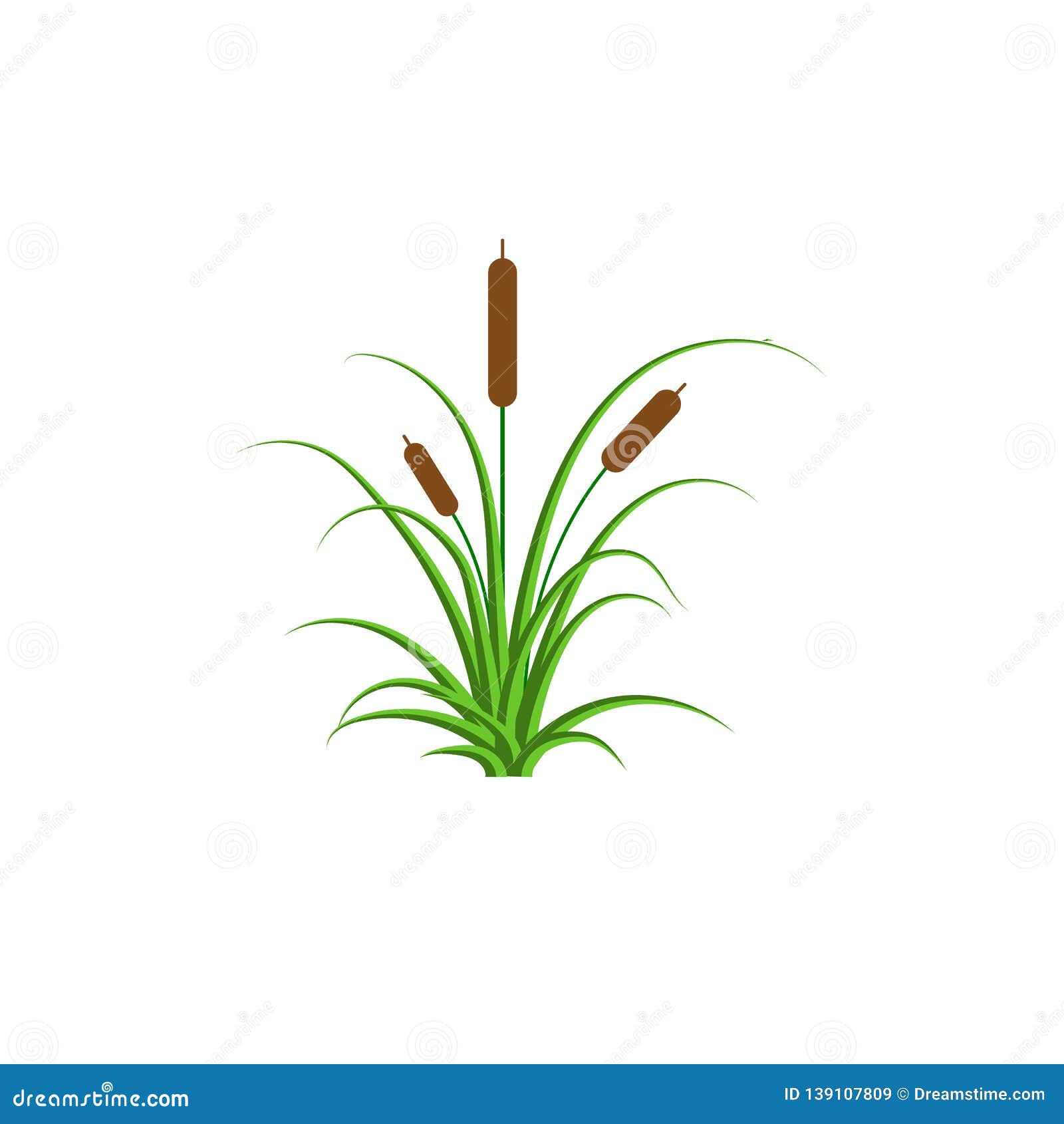 Cattail Plant In The Autumn - Isolated On White Background Royalty-Free ...