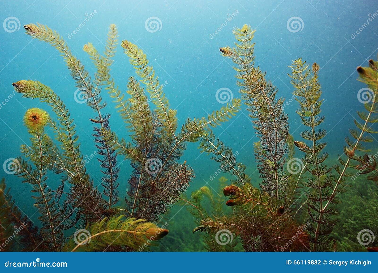 Reeds with clear water stock photo. Image of pond, nature - 66119882