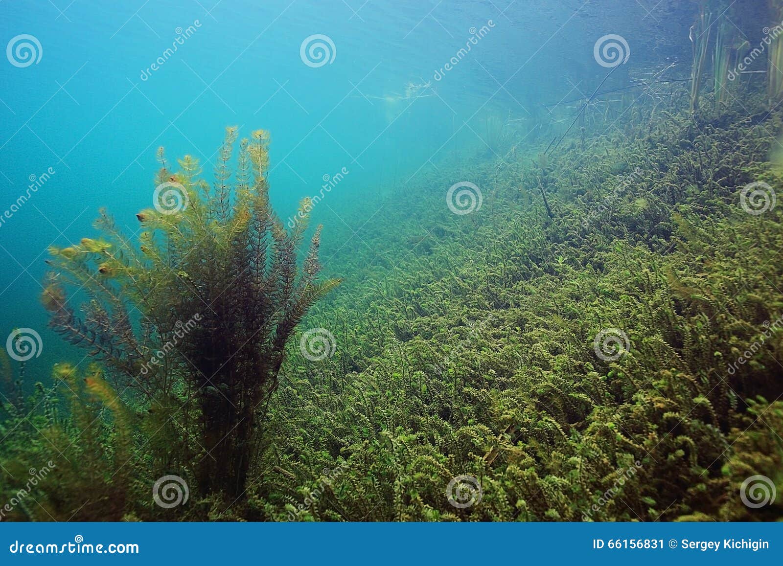 Reeds in clear water stock image. Image of bass, coral - 66156831